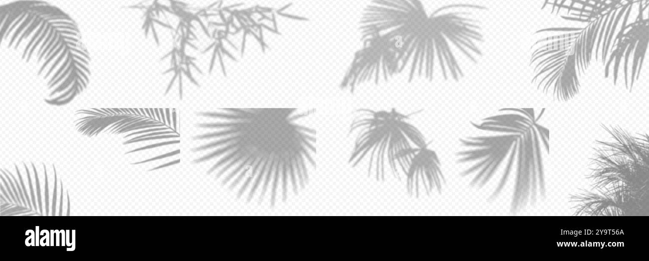 Shadow overlay from a palm tree branch isolated on a transparent ...