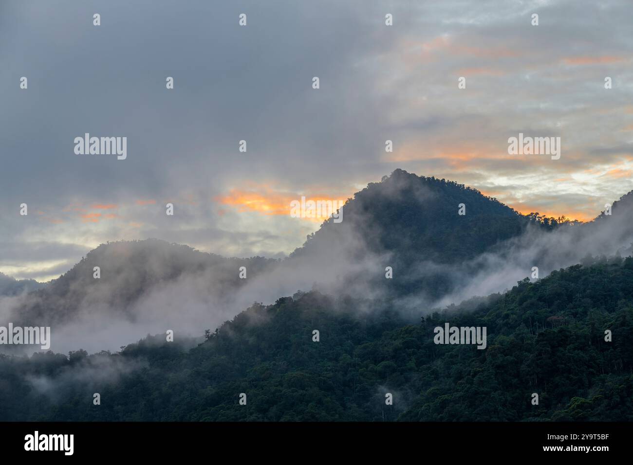 Mindo cloud forest sunrise and bird watching hour, Quito region ...