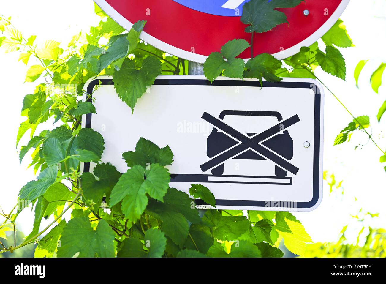Von Pflanze beranktes Verkehrsschild mit durchgestrichenem PKW-Symbol ...