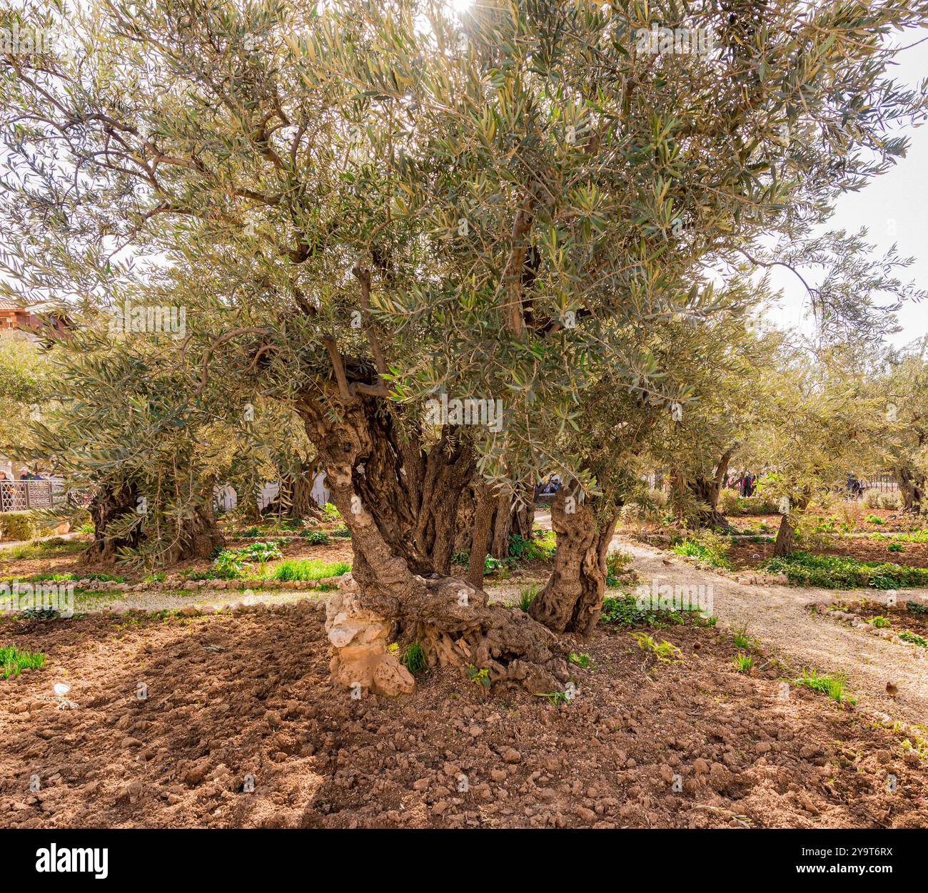 Olive trees (Olea europaea) in the garden of Gethsemane, Mount of ...