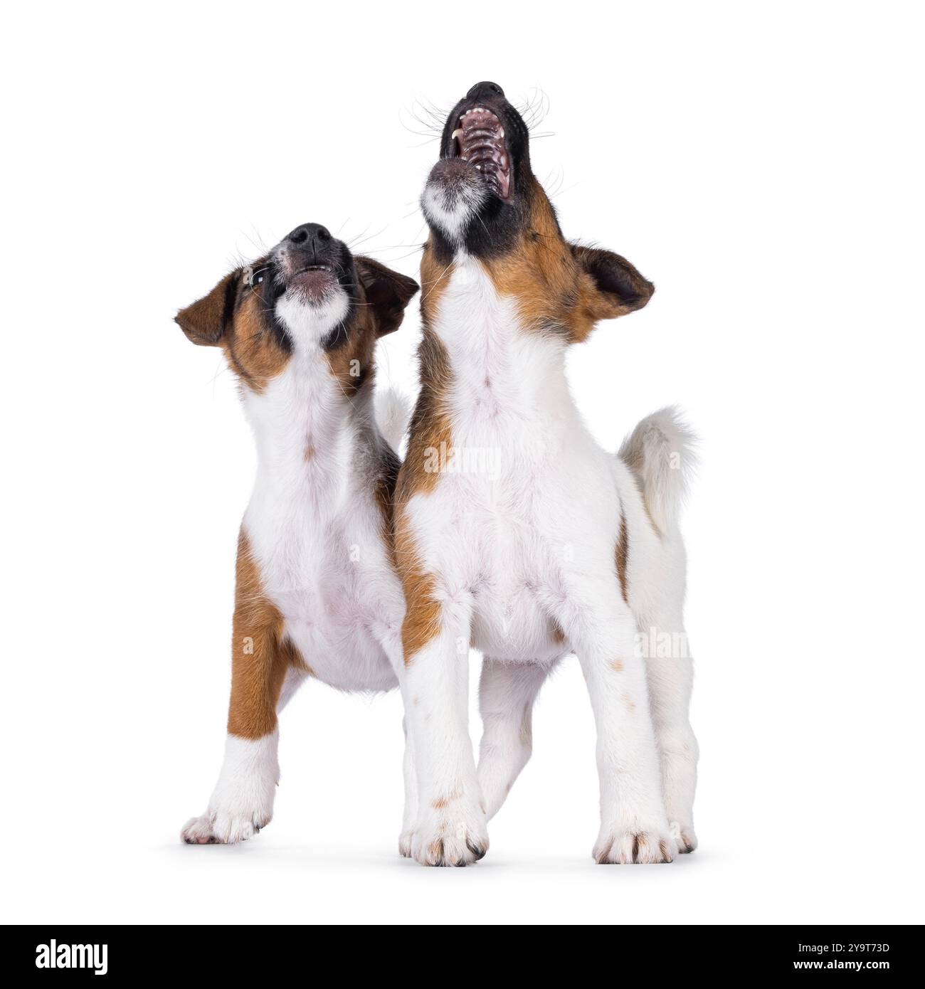 2 dogs howling hi-res stock photography and images - Alamy