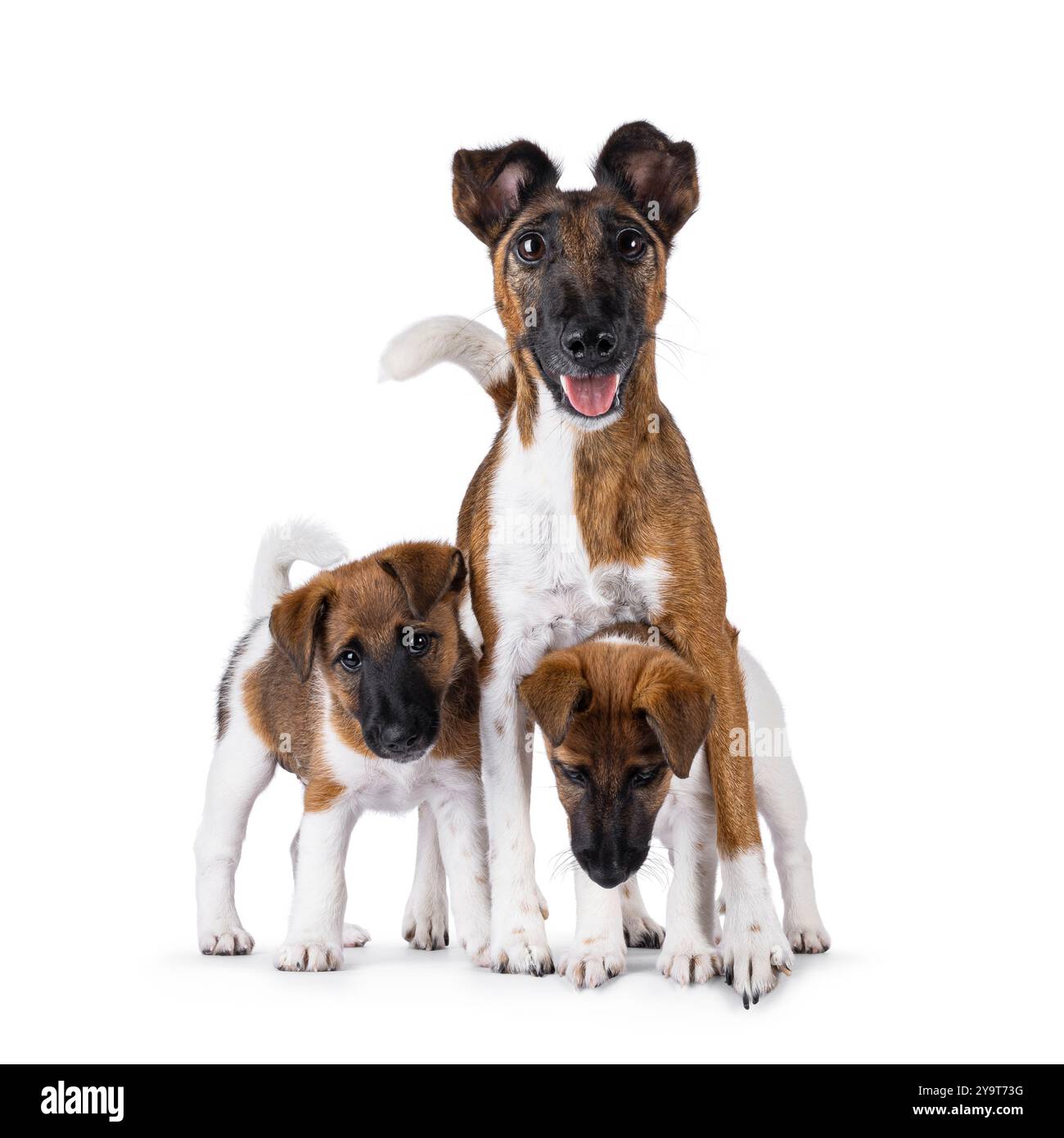 Proud nursing Smooth fox terrier dog, showing of her puppies. Looking ...
