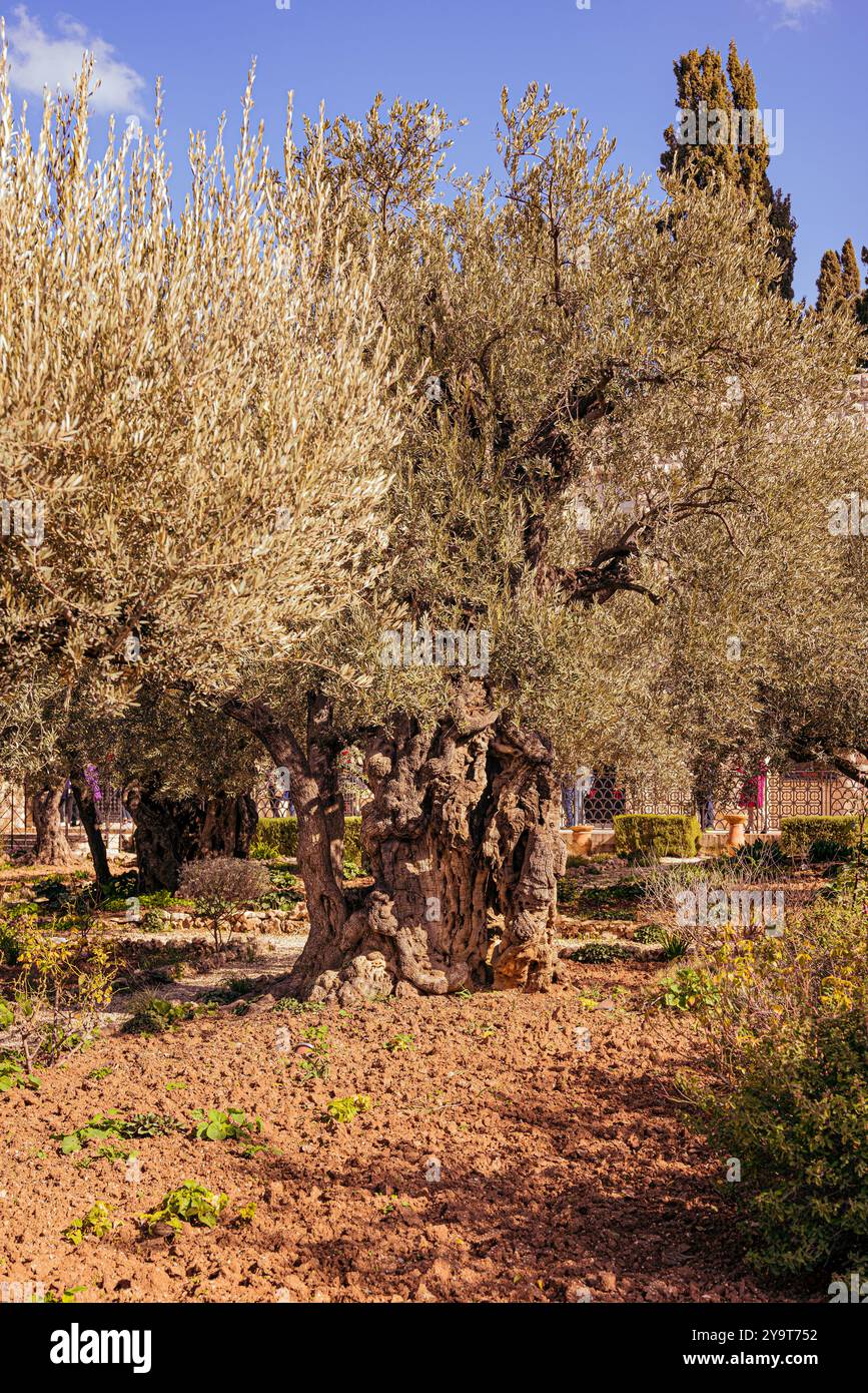 Olive trees (Olea europaea) in the garden of Gethsemane, Mount of ...