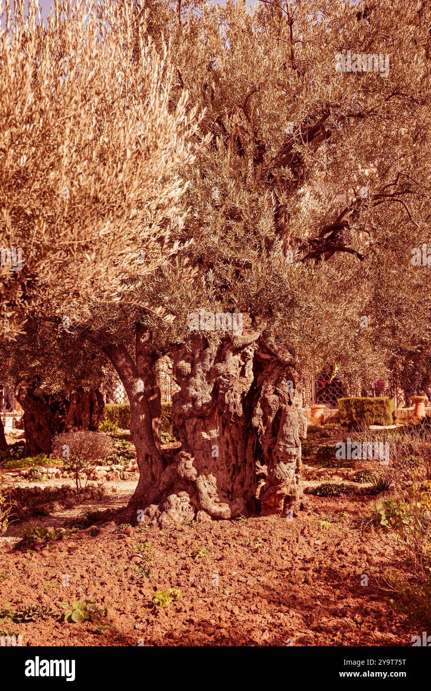 Olive trees (Olea europaea) in the garden of Gethsemane, Mount of ...