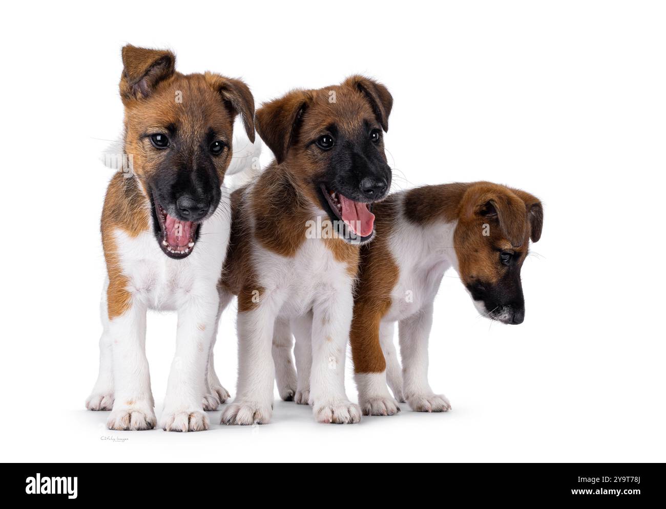 Three naughty smooth fox terrier dog puppies standing next to each ...