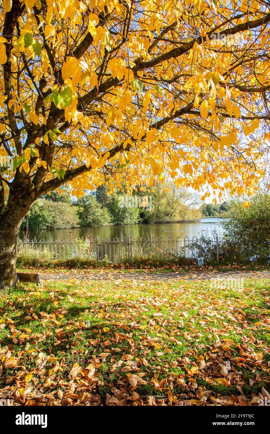 Autumn Autumnal scene of Winterley Pool near Sandbach Cheshire Stock ...
