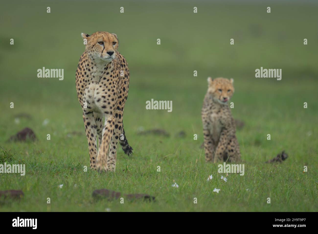 Cheetah cub eat hi-res stock photography and images - Alamy