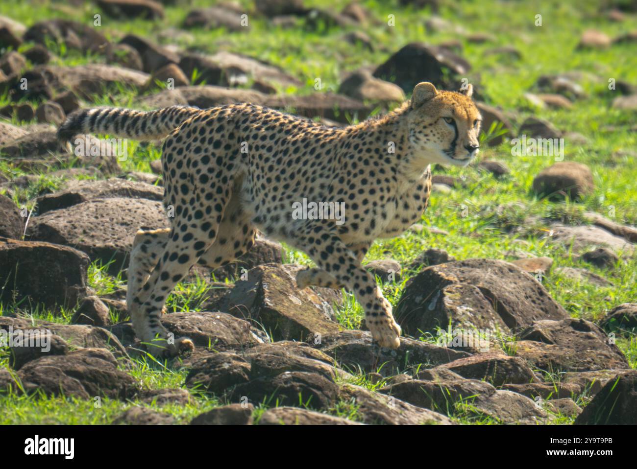 Female cheetah races downhill over rocky slope Stock Photo - Alamy