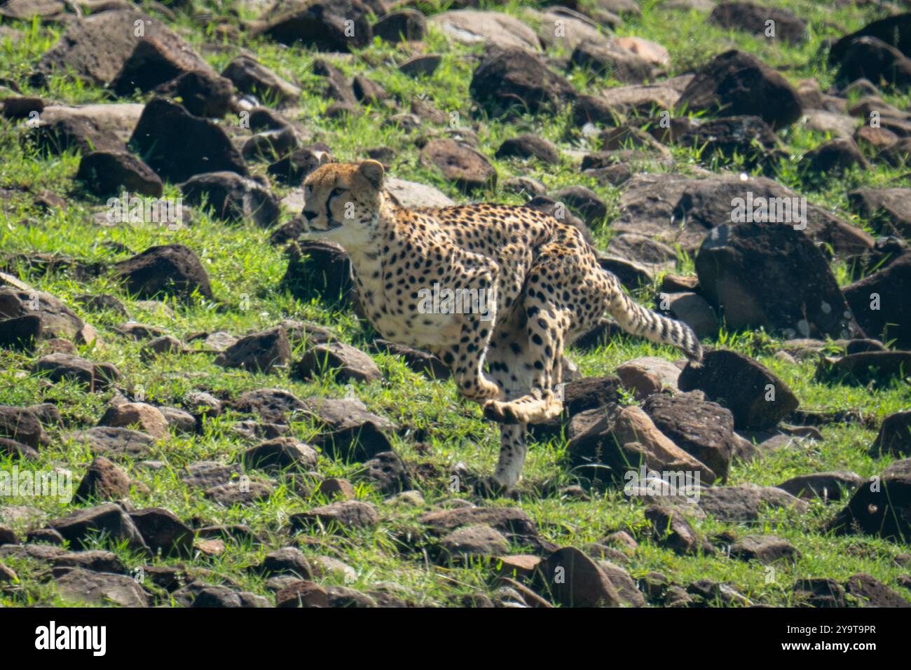 Female cheetah races over rocks on slope Stock Photo - Alamy