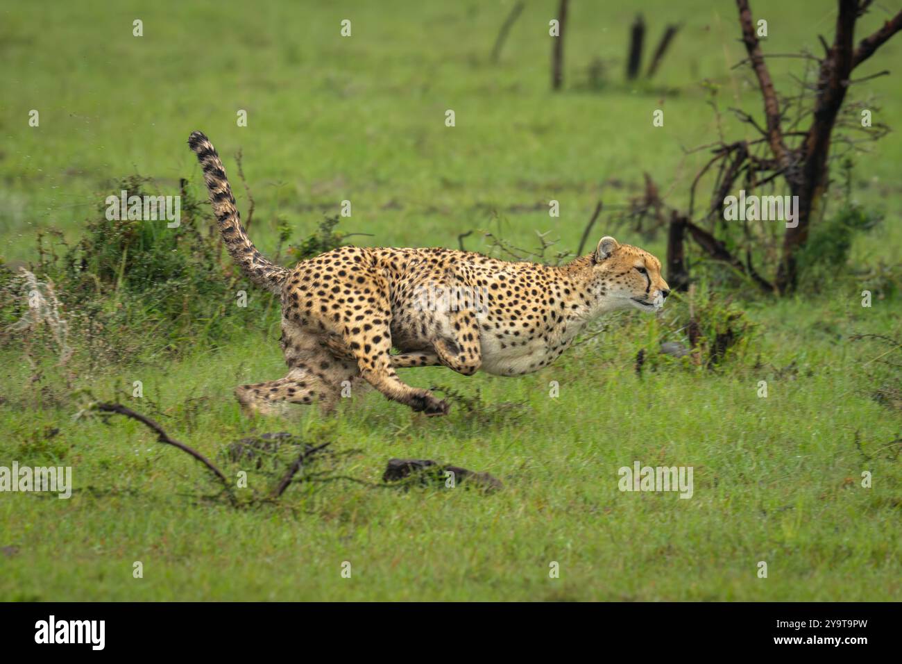 Female cheetah races through puddle in grass Stock Photo - Alamy