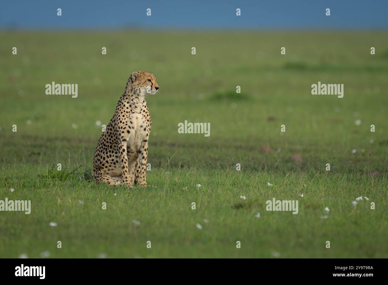 Female cheetah sat on grass turning head Stock Photo - Alamy