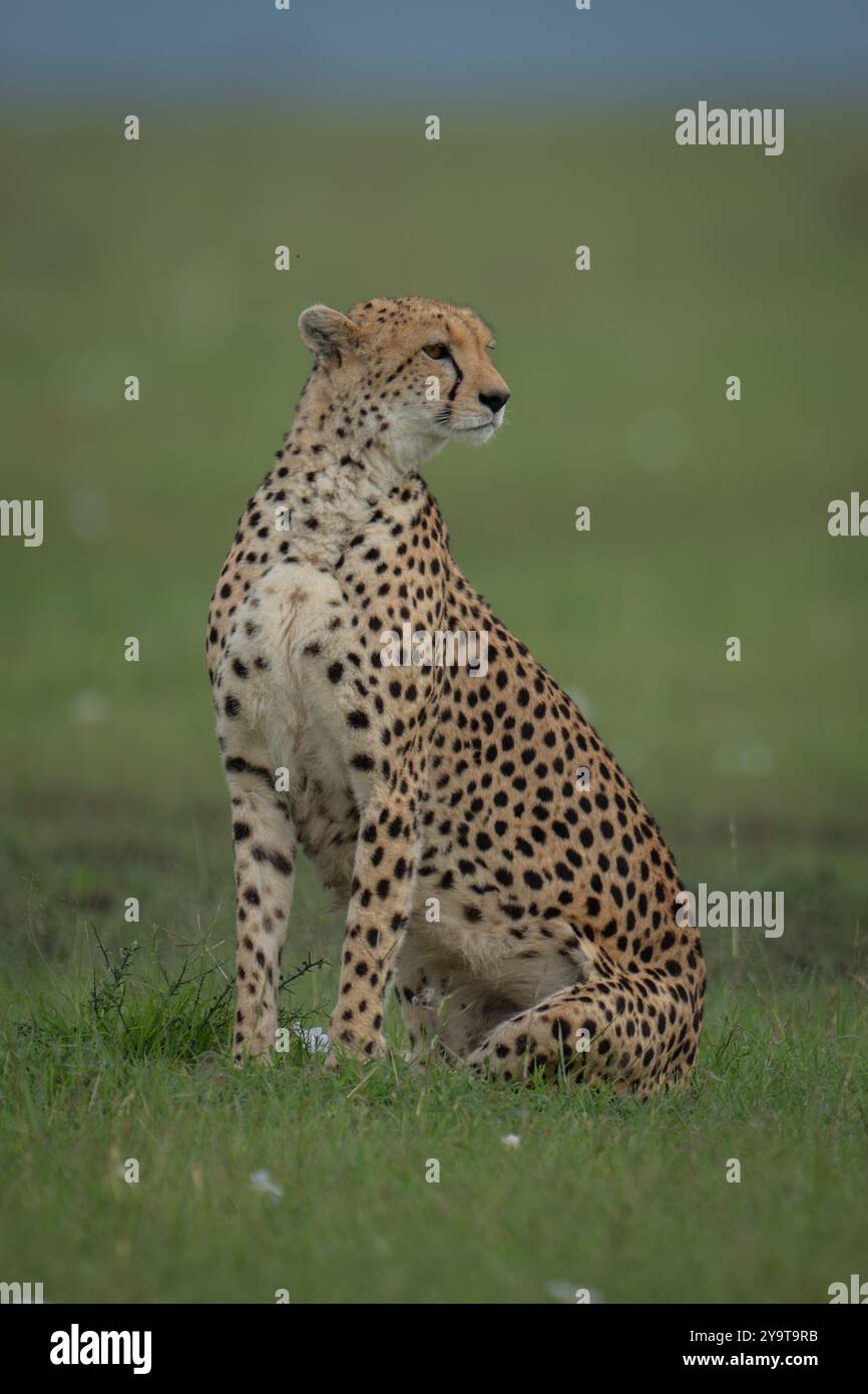 Female cheetah sat in grassland turning head Stock Photo - Alamy