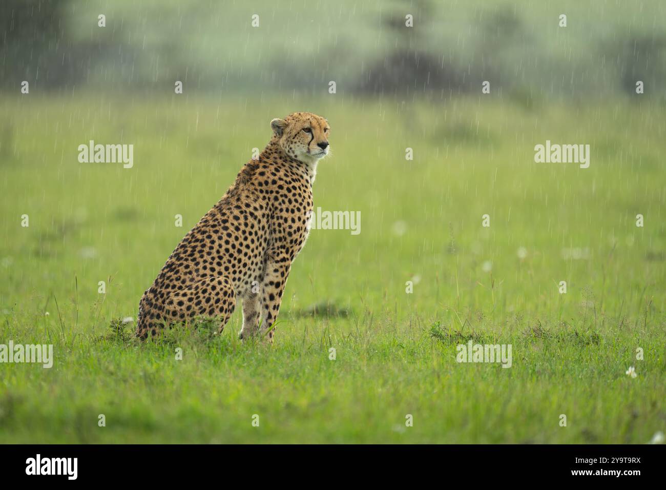 Female cheetah sits in rain turning head Stock Photo - Alamy