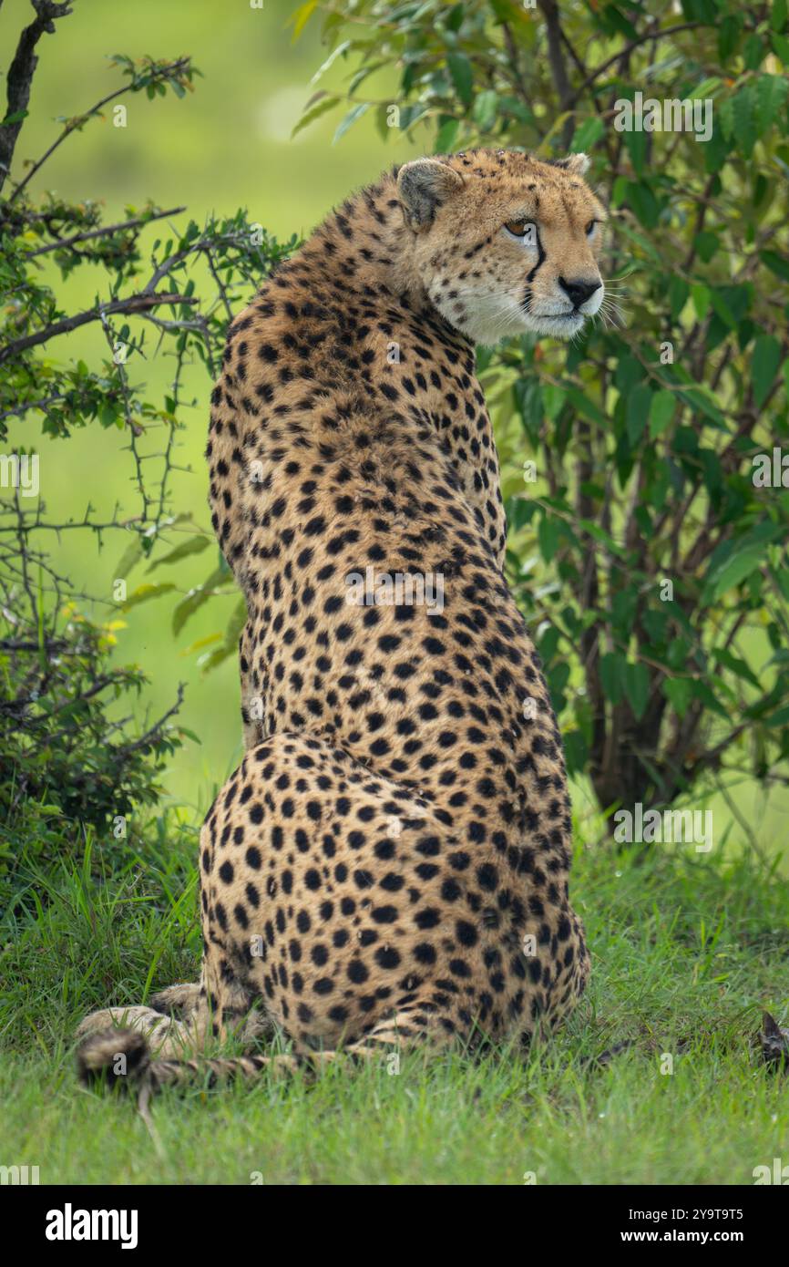 Female cheetah sits turning round in bushes Stock Photo - Alamy