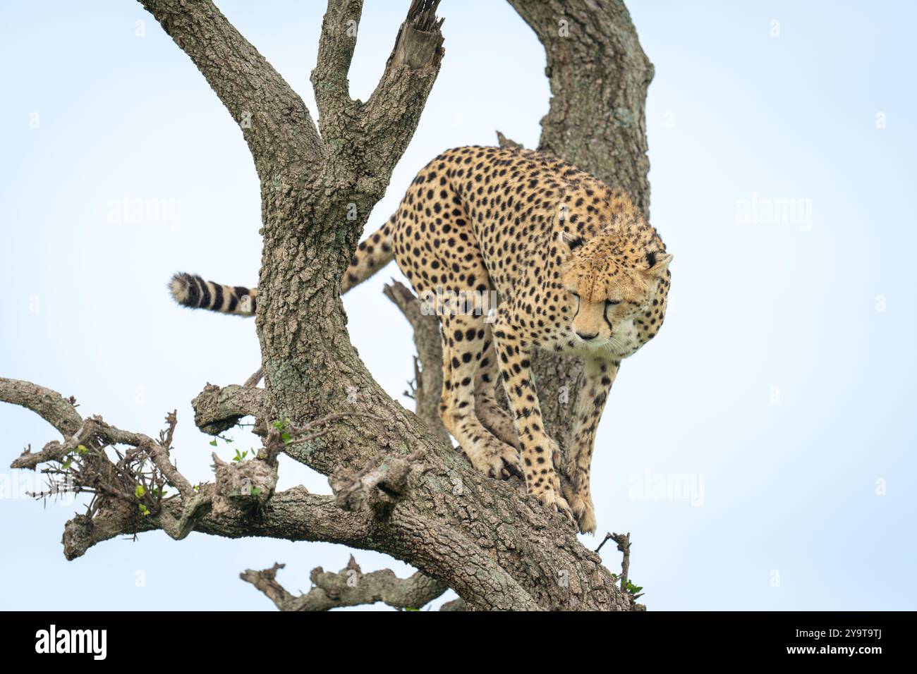 Female cheetah standing in tree staring down Stock Photo - Alamy
