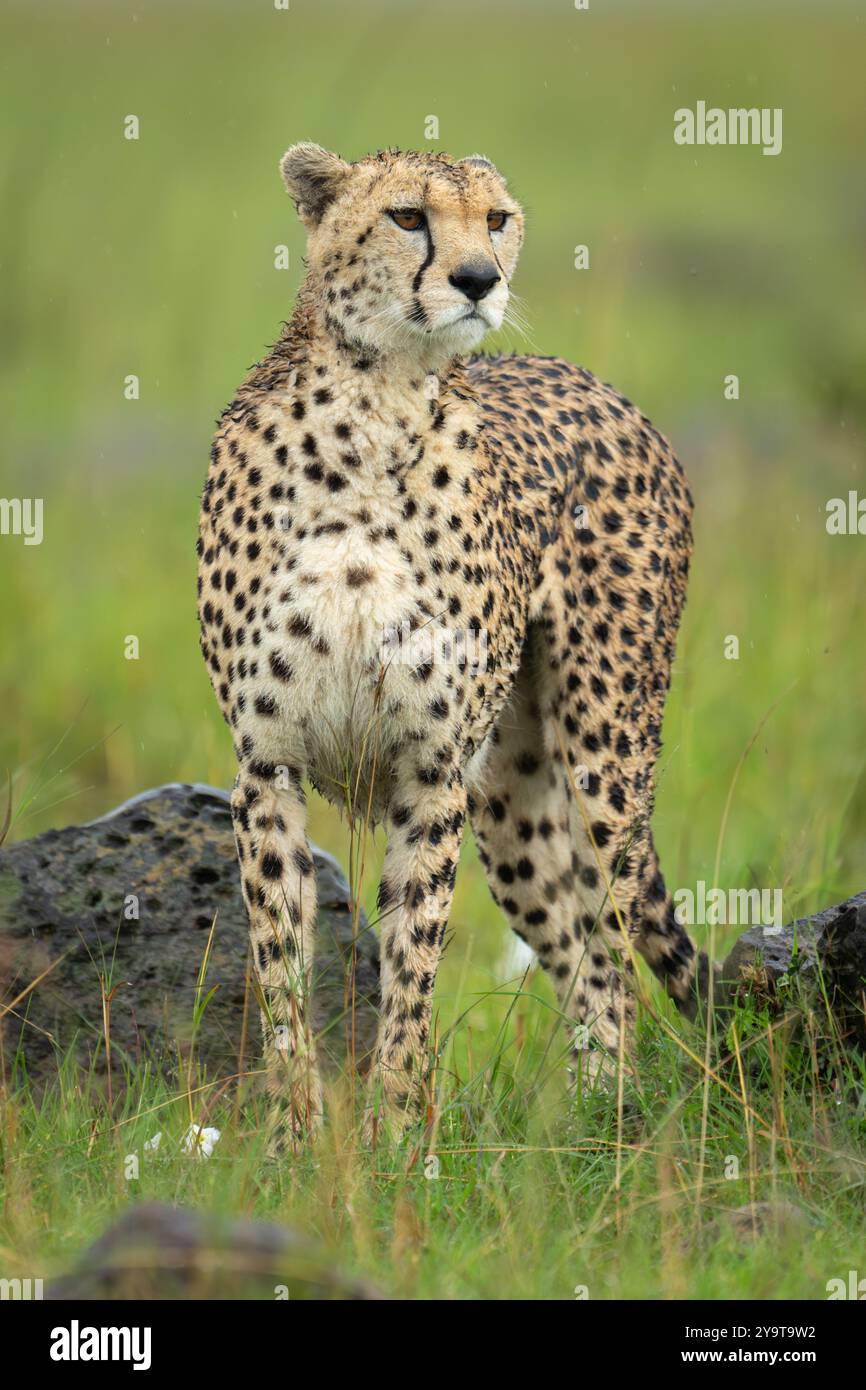 Female cheetah stands beside rocks turning head Stock Photo - Alamy