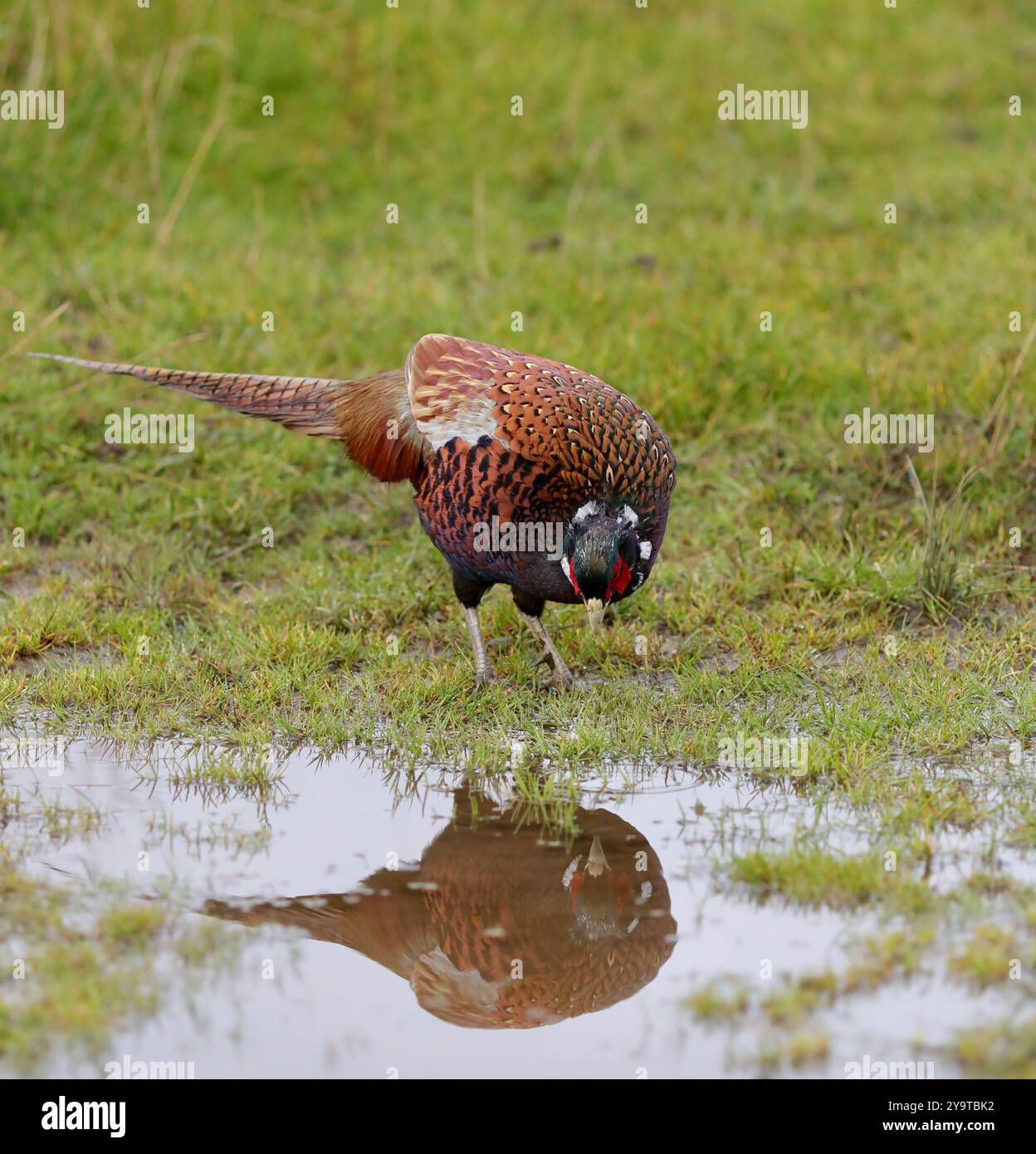 Male ring necked pheasant bird hi-res stock photography and images - Alamy