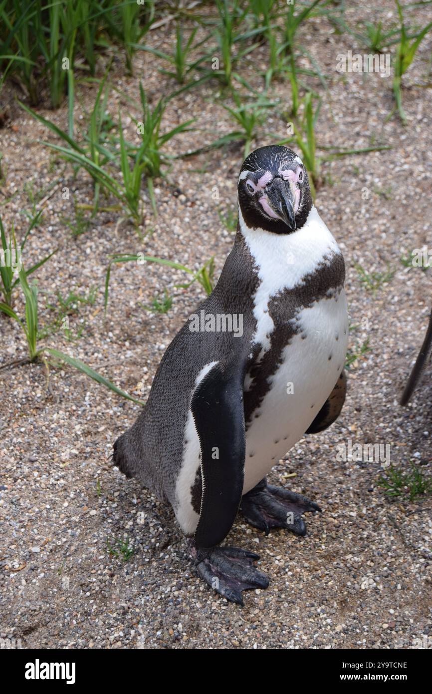 Portrait Of Humboldt Penguin Spheniscus humboldti taken at Yorkshire ...