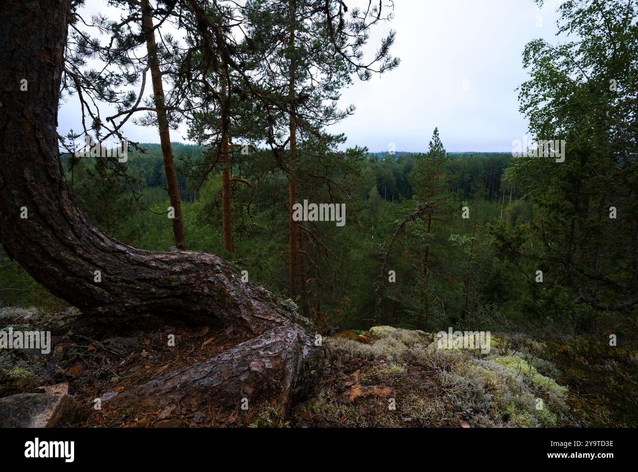 View of dense forest landscape from a rocky cliff with a twisted tree ...
