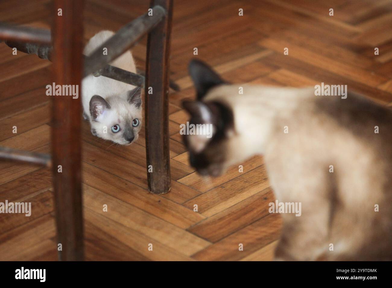 cute new scared kitten is being introduced to resident cat at home ...
