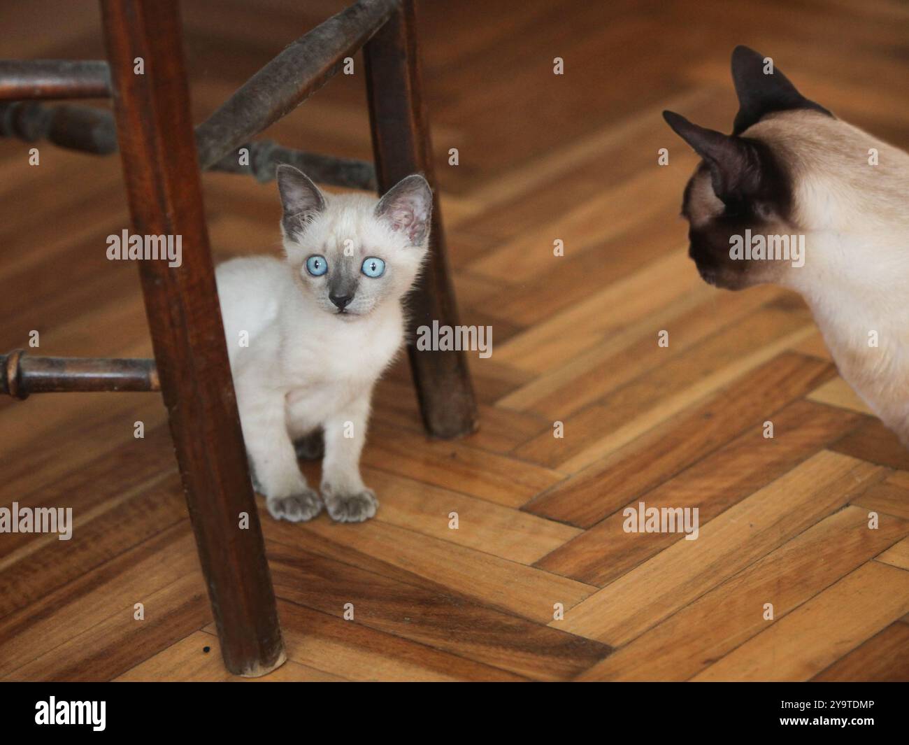 cute new scared kitten is being introduced to resident cat at home ...