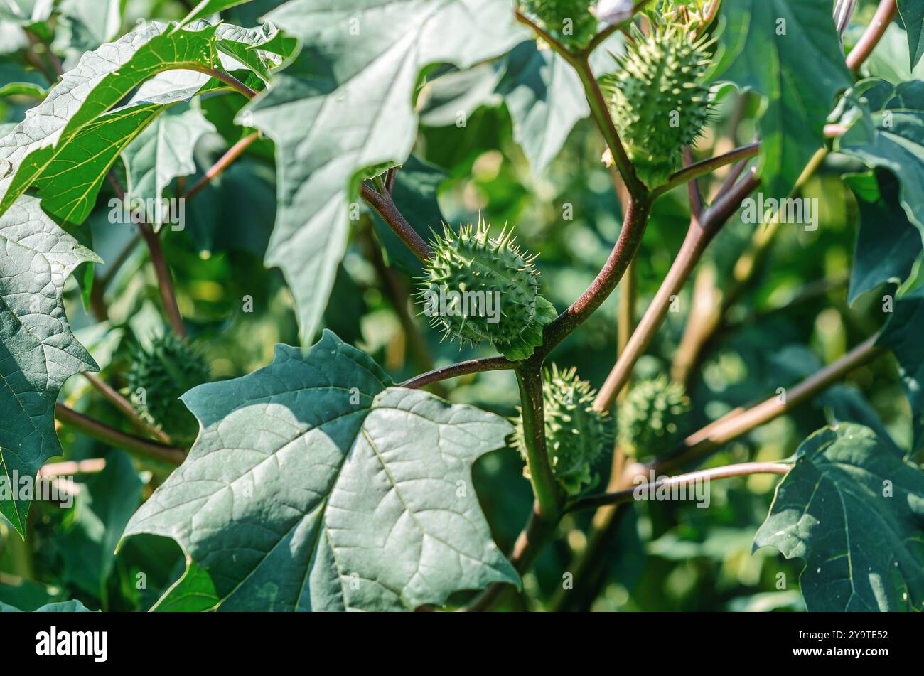 Green branch with spiny fruit of hallucinogenic plant Devil's Trumpet ...