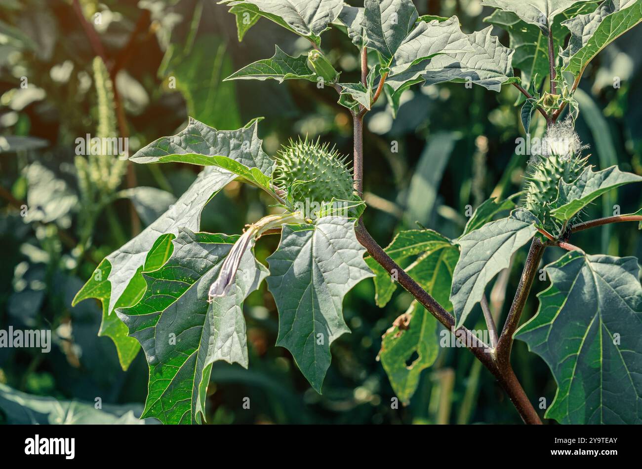 Green branch with spiny fruit of hallucinogenic plant Devil's Trumpet ...