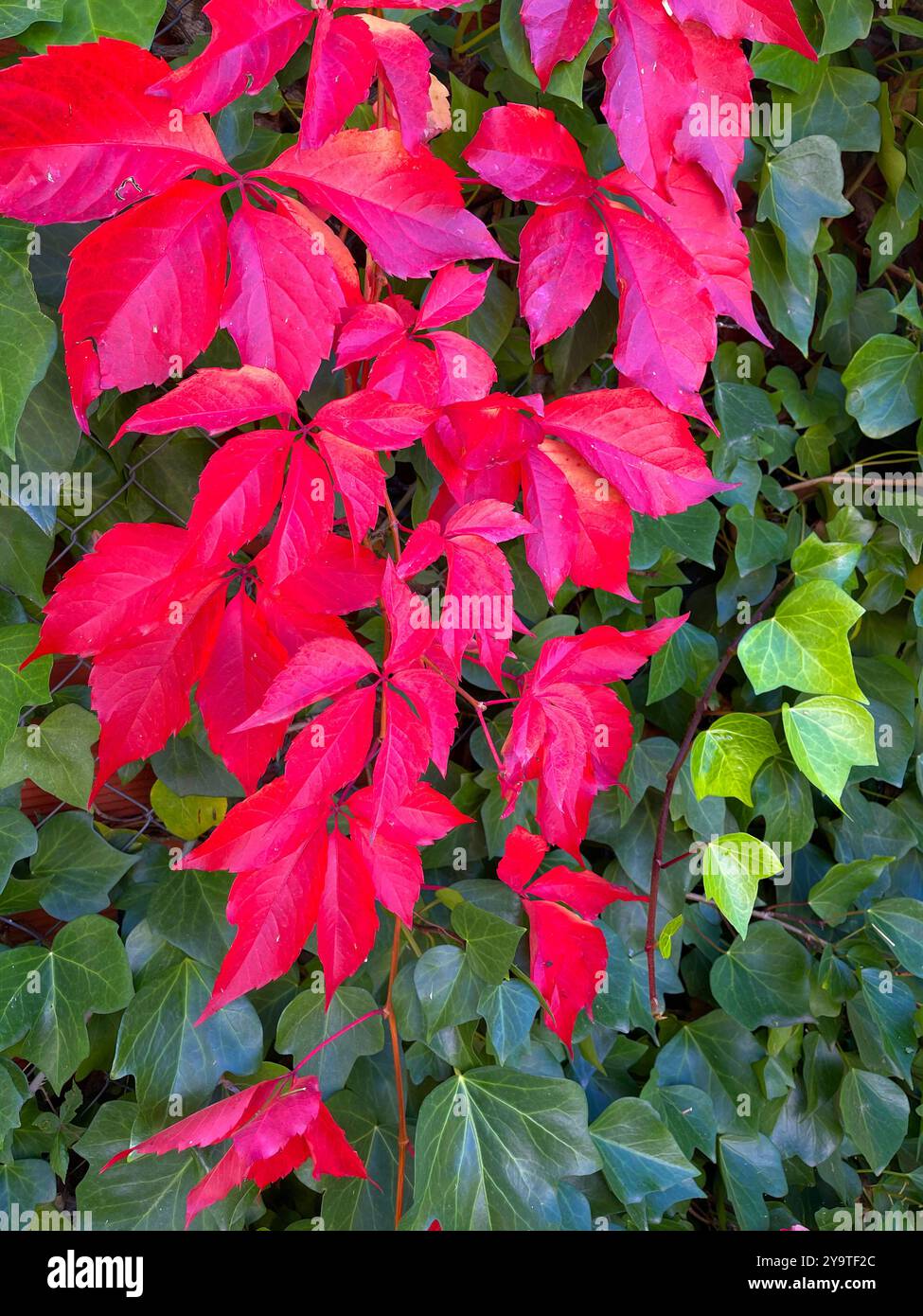 Fondos botanica hi-res stock photography and images - Alamy