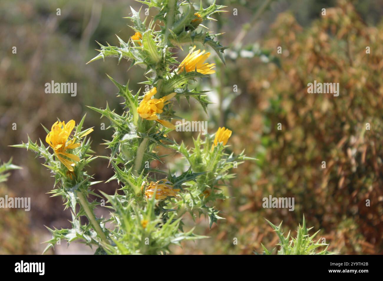 Spanish Oyster Thistle, Scolymus hispanicus in flower. Sicily, Italy ...