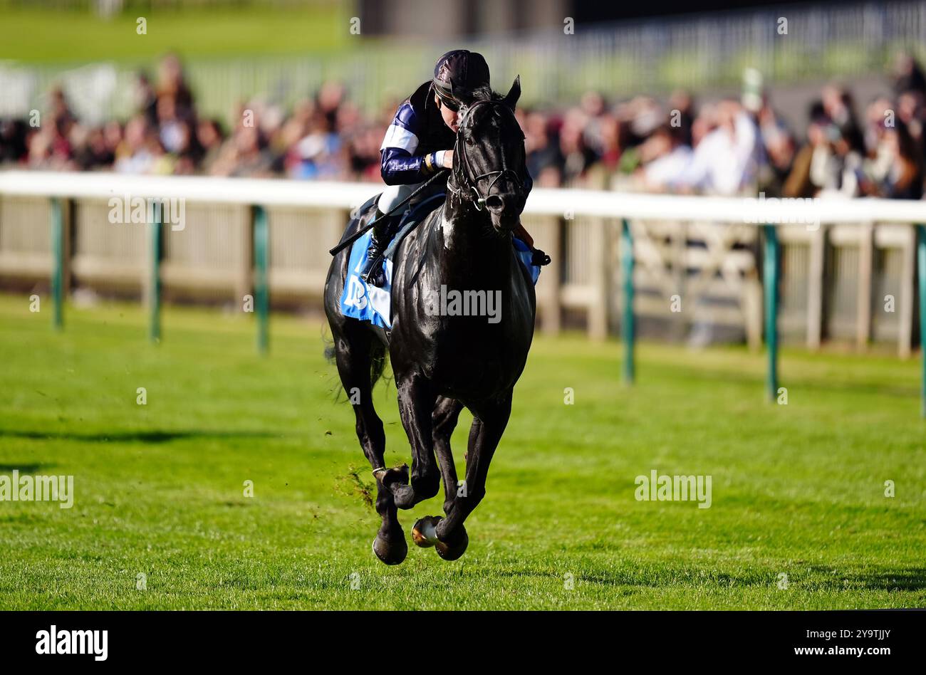 Topgear horse hi-res stock photography and images - Alamy