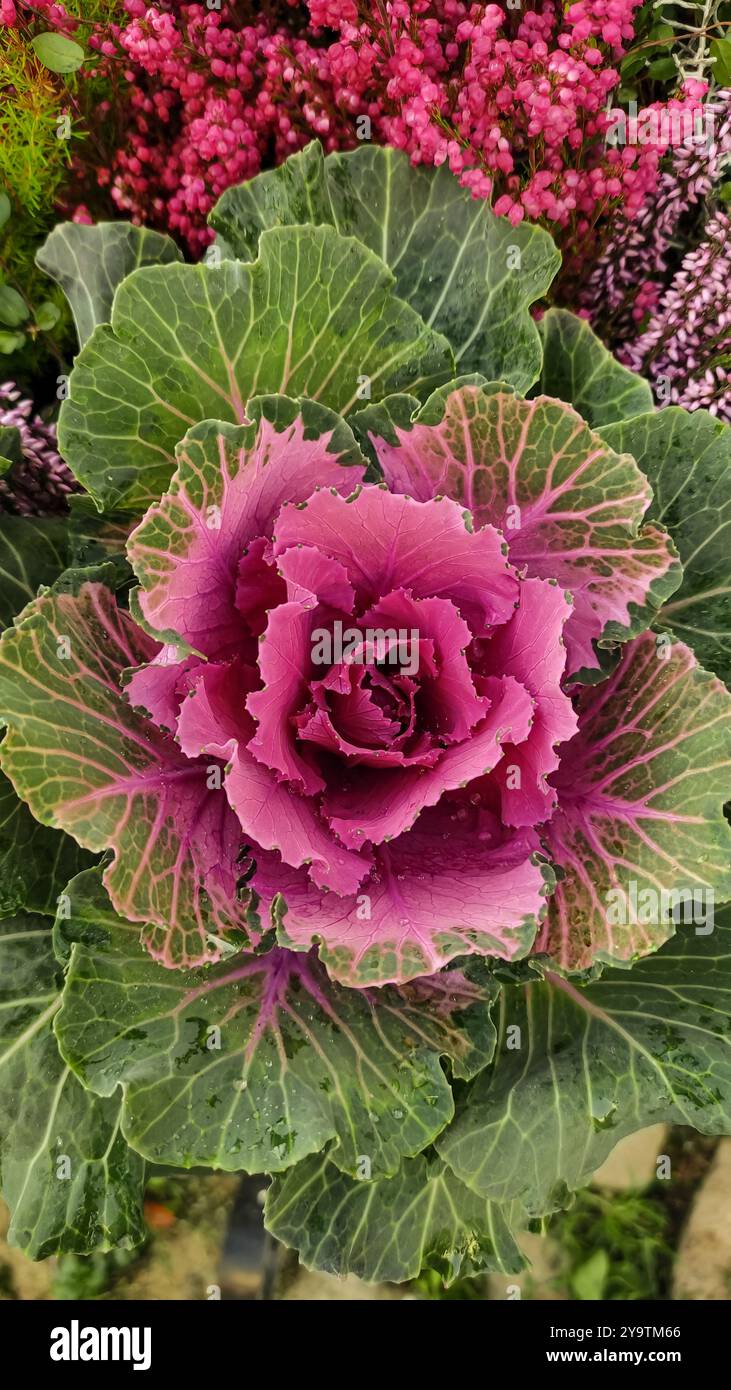 Decorative cabbage growing among pink flowers. Vertical mobile photo ...