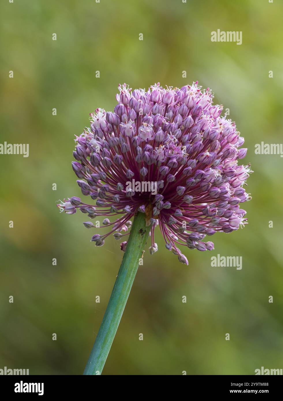 Ornamental flower head of the F1 hybrid hardy vegetable Leek, Allium ...