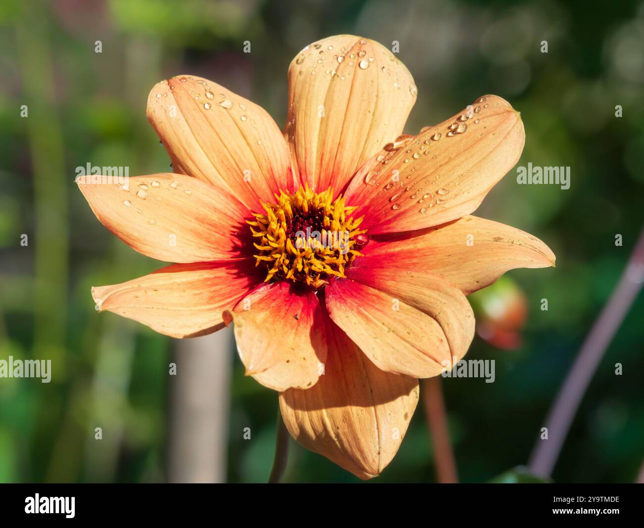 Bloom of the single flowered half hardy perennial, Dahlia 'Summertime ...