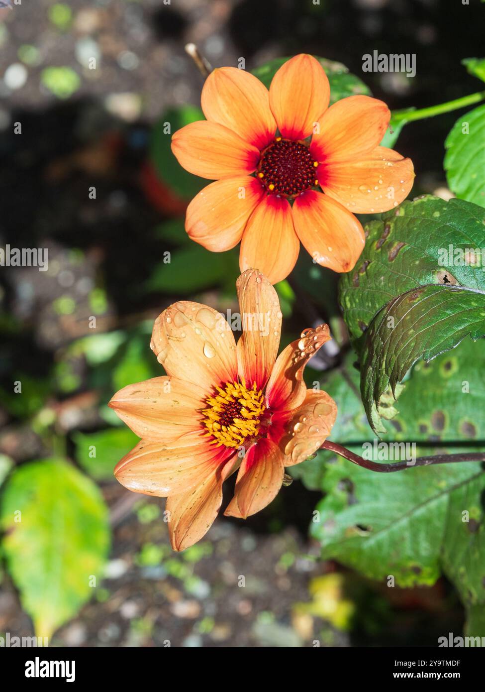 Blooms of the single flowered half hardy perennial, Dahlia 'Summertime ...