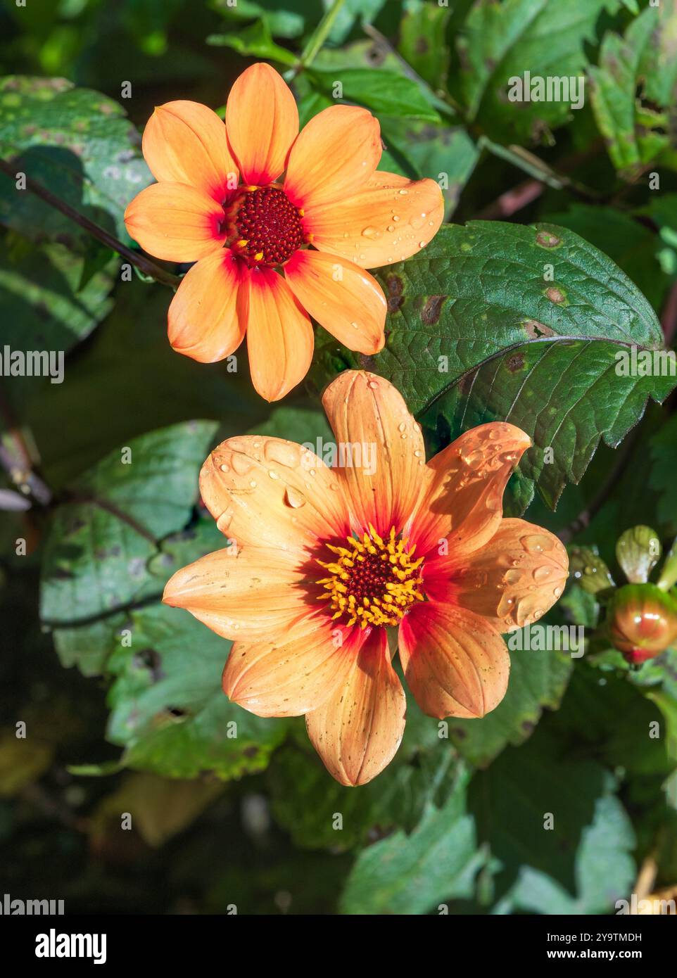 Single flowered dahlia hi-res stock photography and images - Alamy