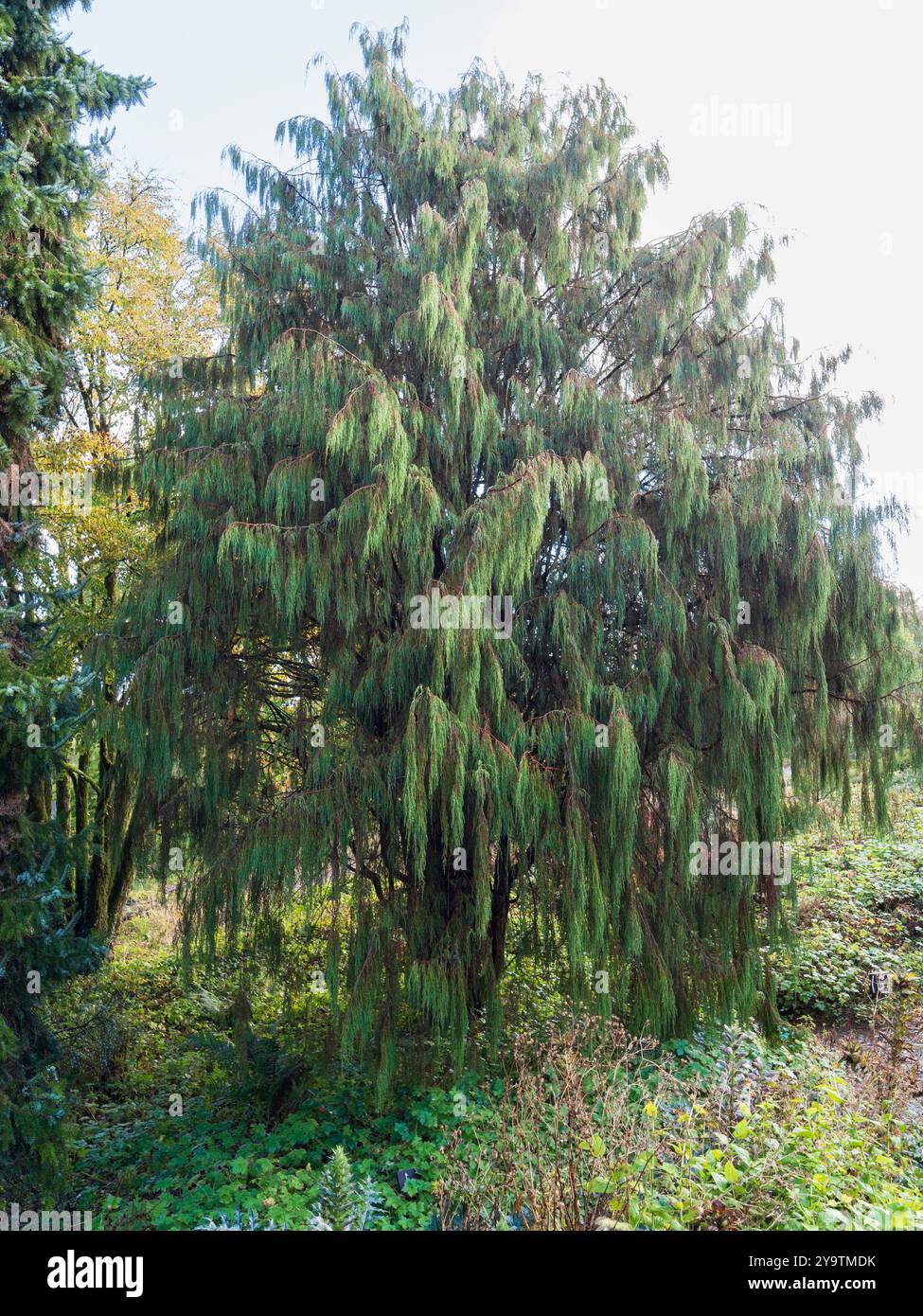 Weeping himalayan juniper hi-res stock photography and images - Alamy