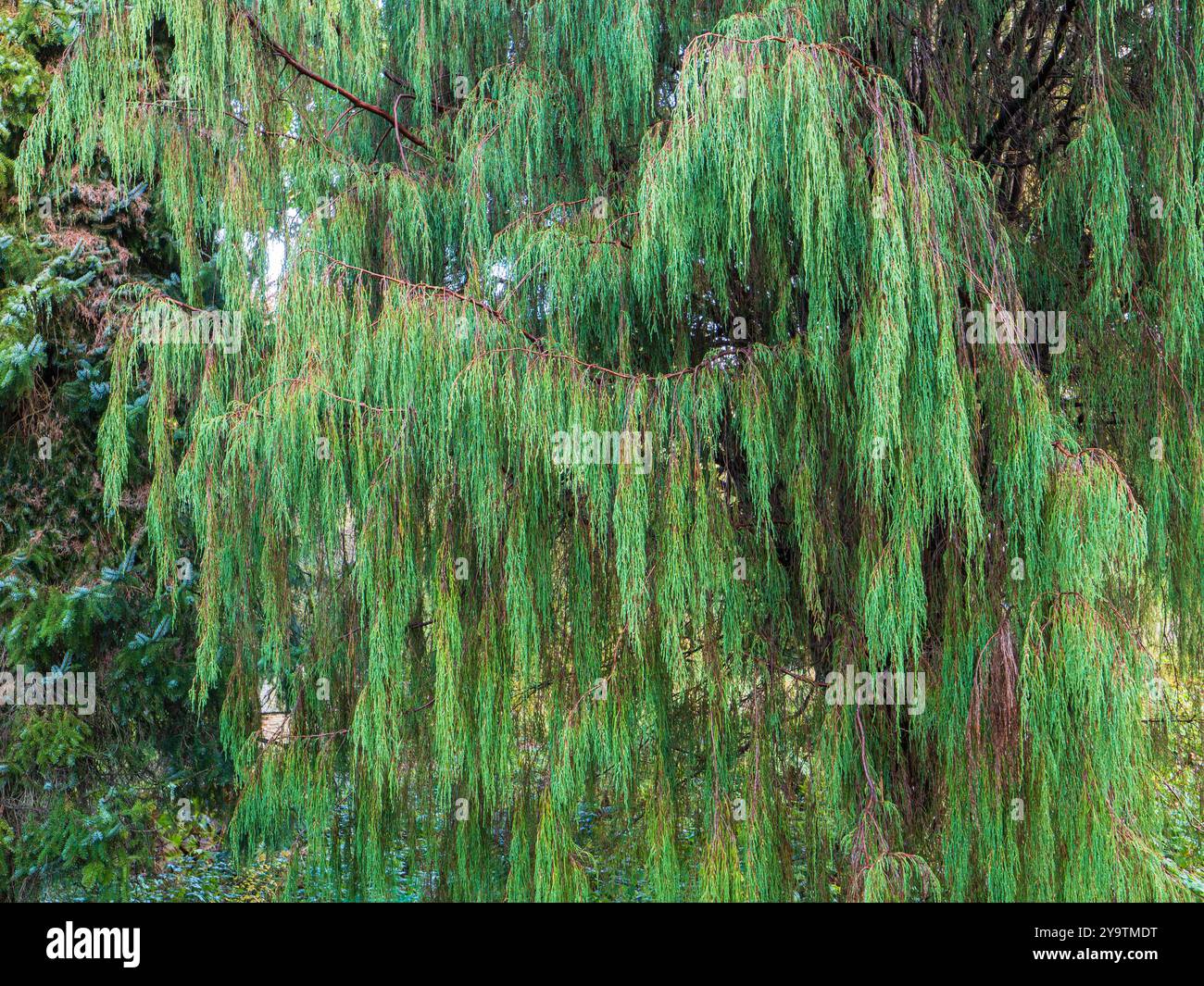 Weeping himalayan juniper hi-res stock photography and images - Alamy