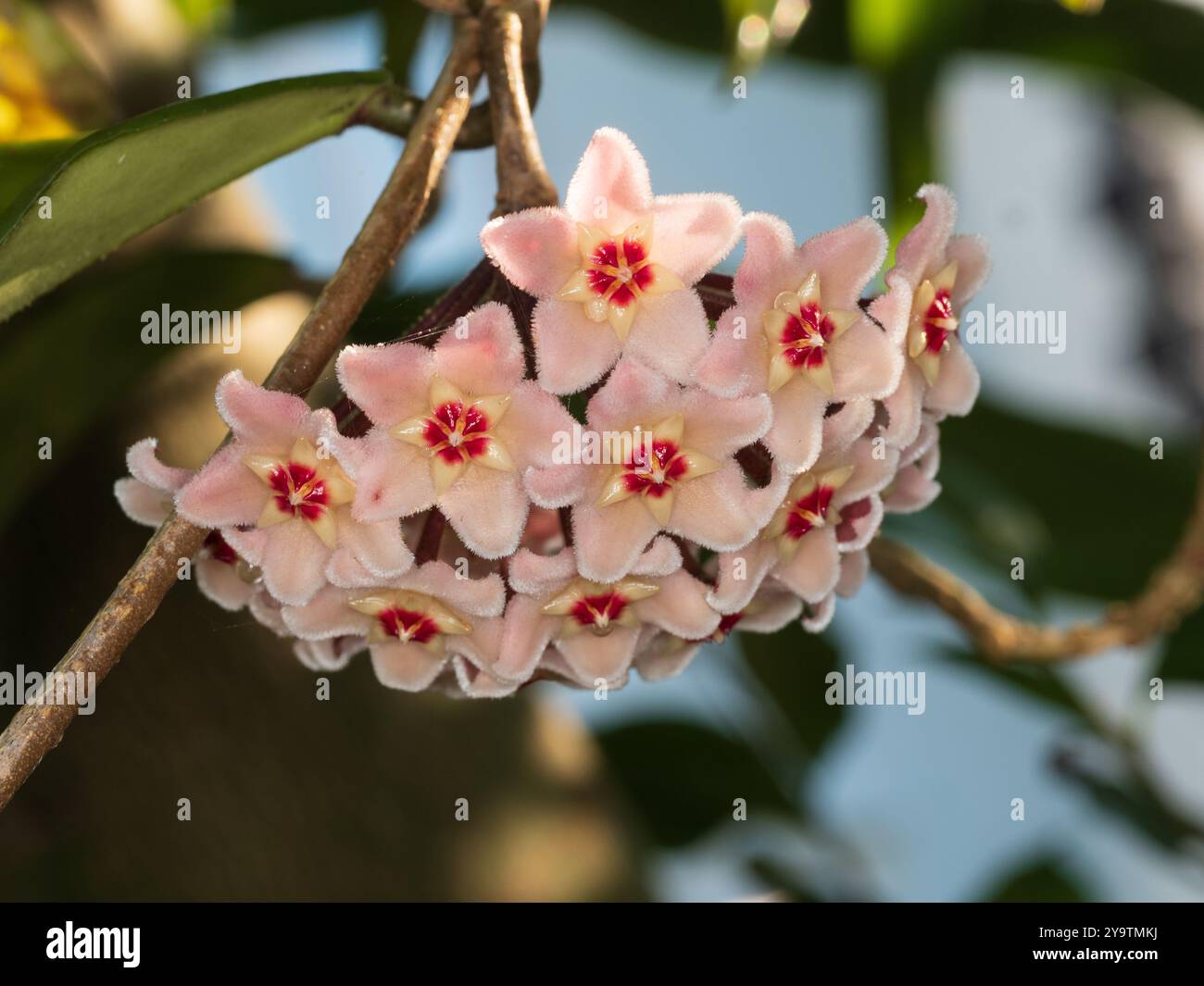 Hoya carnosa conservatory hi-res stock photography and images - Alamy