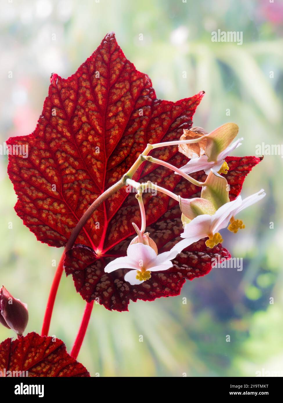Red undersides of foliage and pale pink flowers of the cold hardy ...