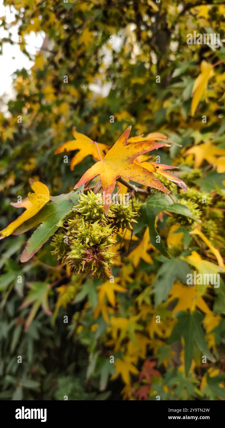 Sweetgum tree showing off autumn colors with spiky seed pods. Vertical ...