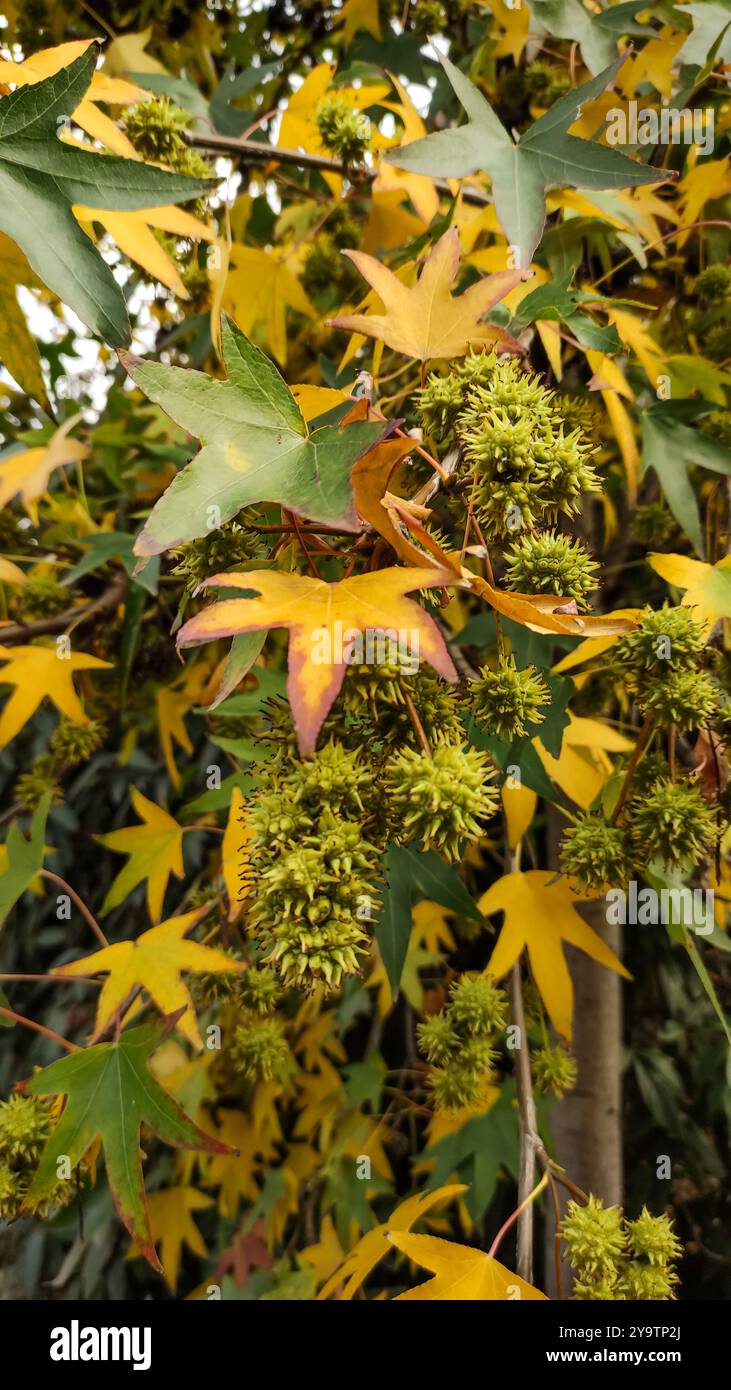 Sweetgum tree showing off autumn colors with spiky seed pods. Vertical ...