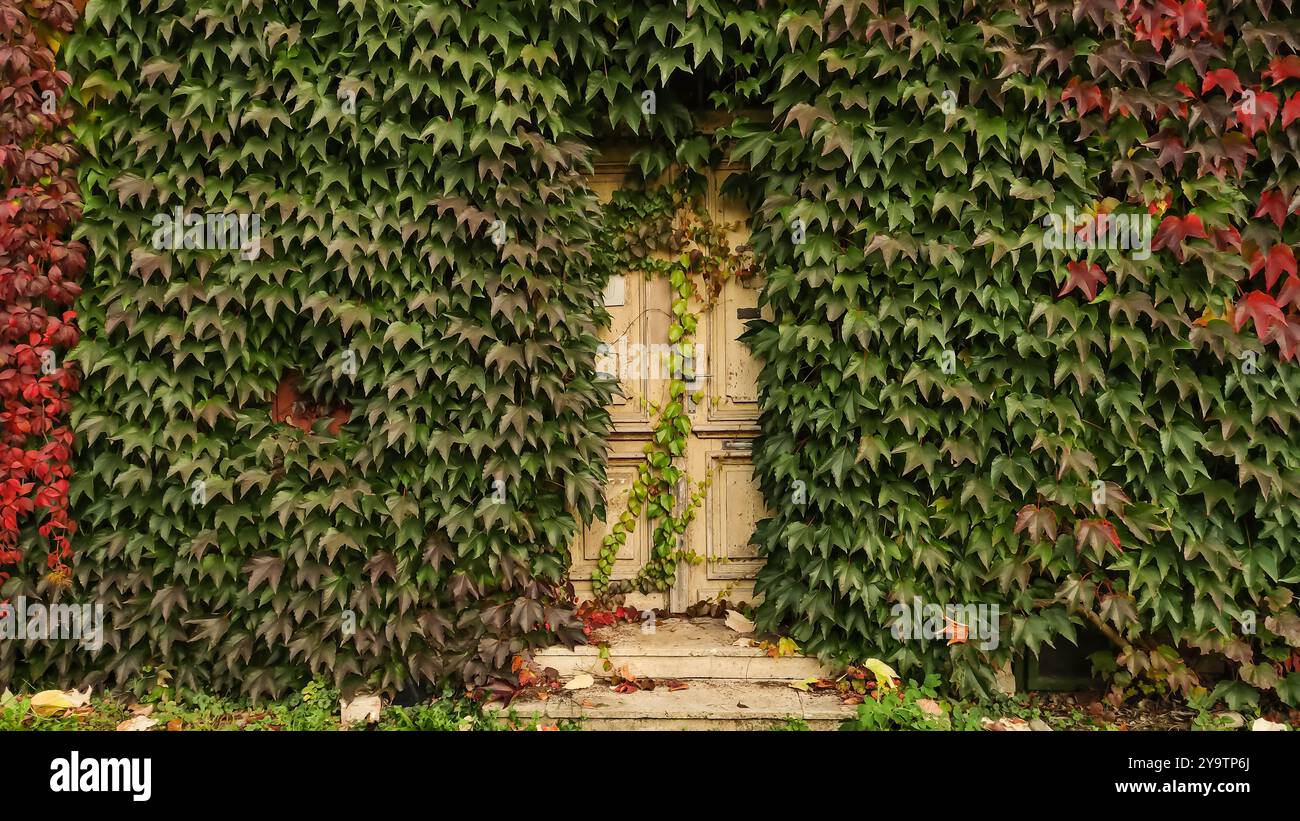 Old wooden door almost completely covered by climbing plants. Vertical ...