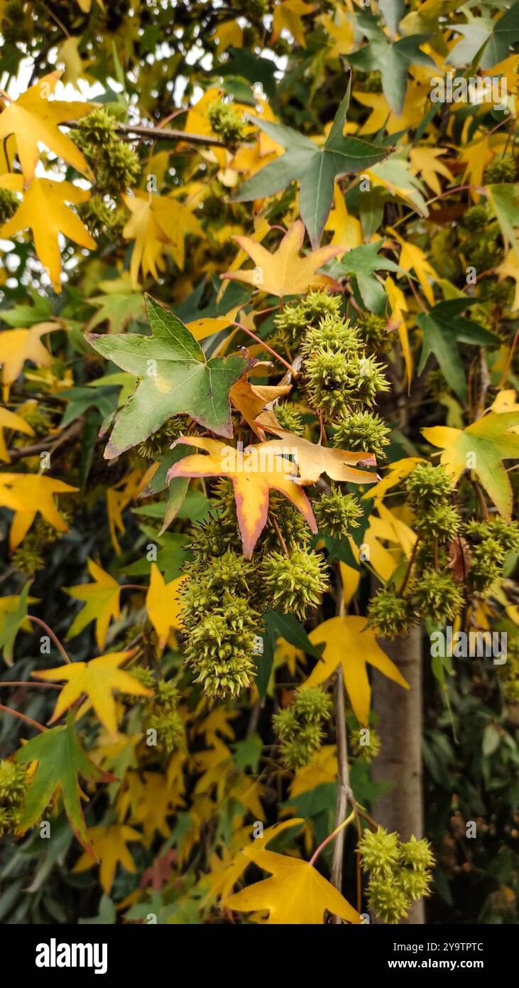 Sweetgum tree showing off autumn colors with spiky seed pods. Vertical ...