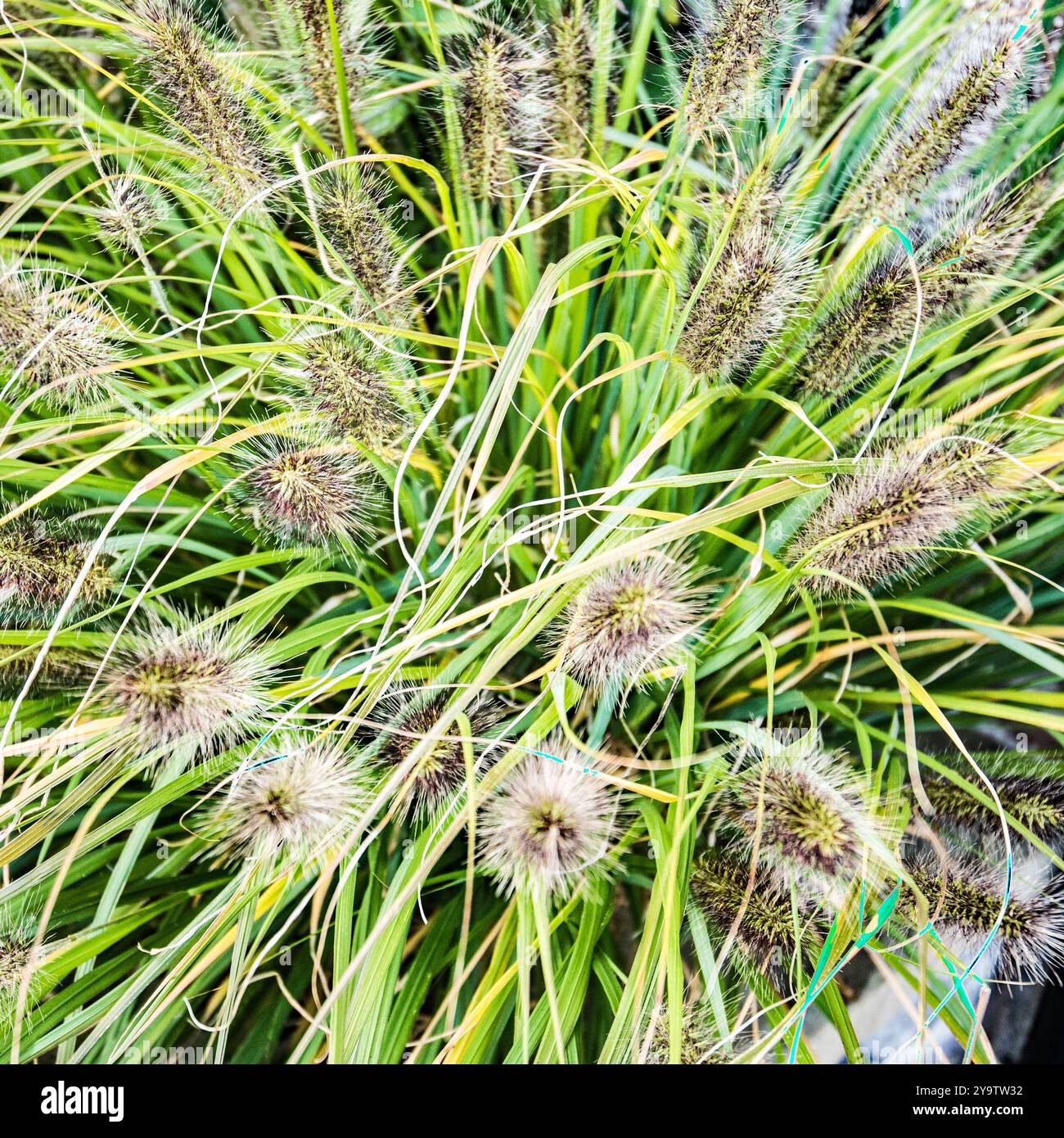 Texture and movement of ornamental grass hi-res stock photography and ...