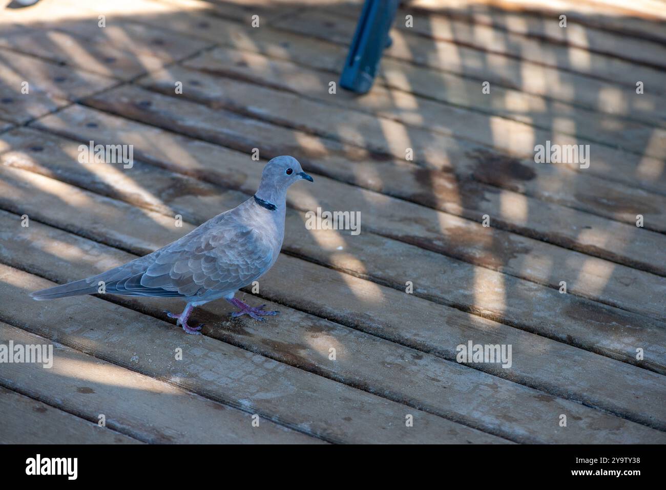 Dove by the bay hi-res stock photography and images - Alamy