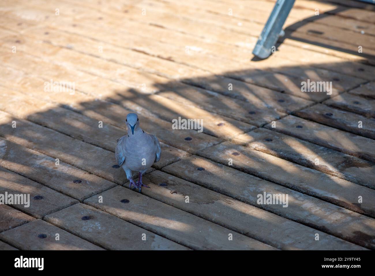Dove by the bay hi-res stock photography and images - Alamy