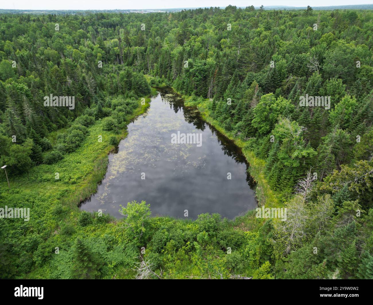 Aerial view wetland trees hi-res stock photography and images - Alamy