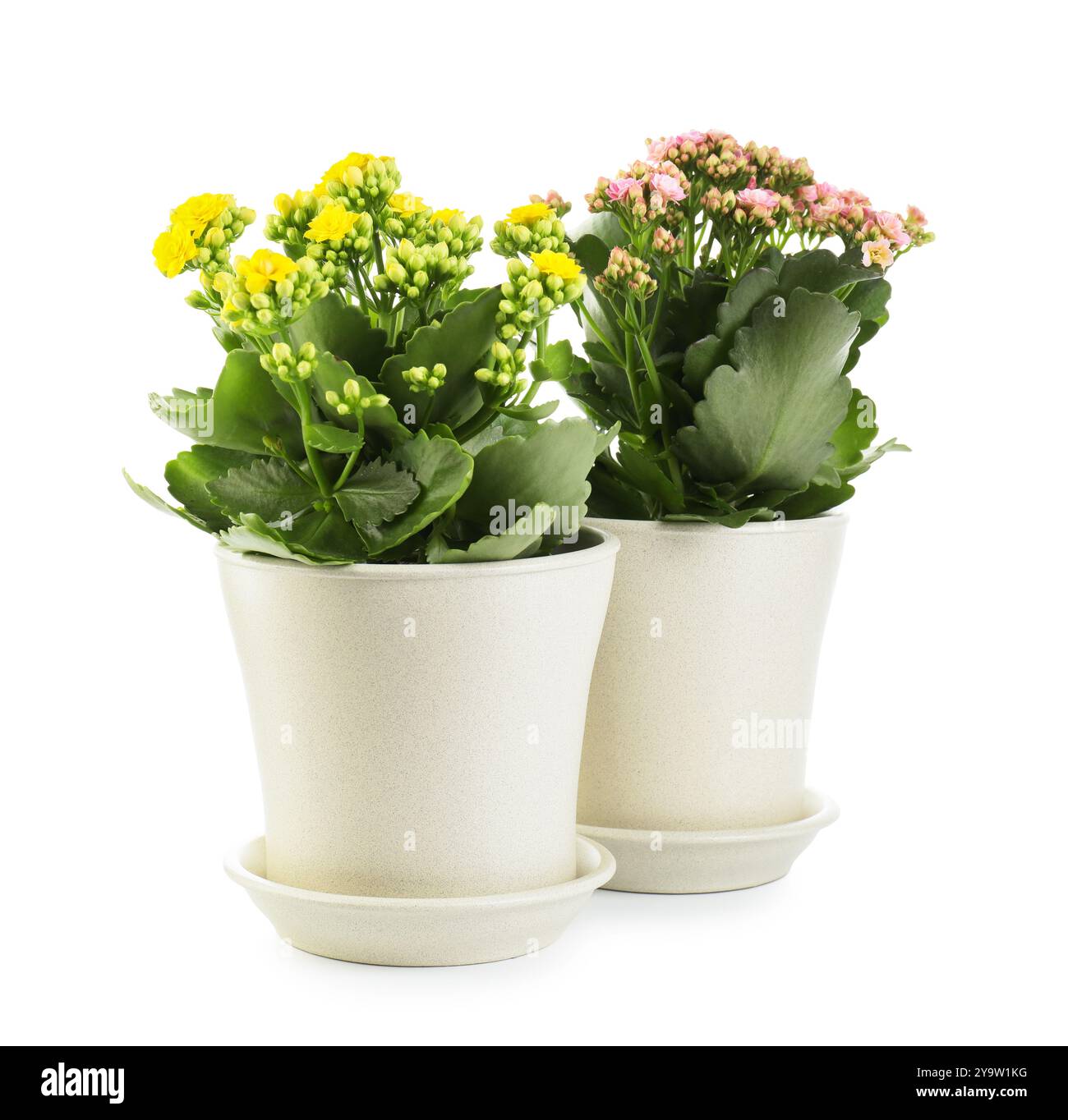 Different beautiful kalanchoe flowers in pots isolated on white Stock ...
