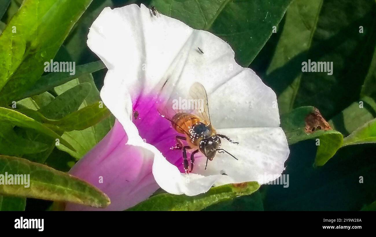 An African honey bee loaded with pollen on a flower Stock Photo - Alamy