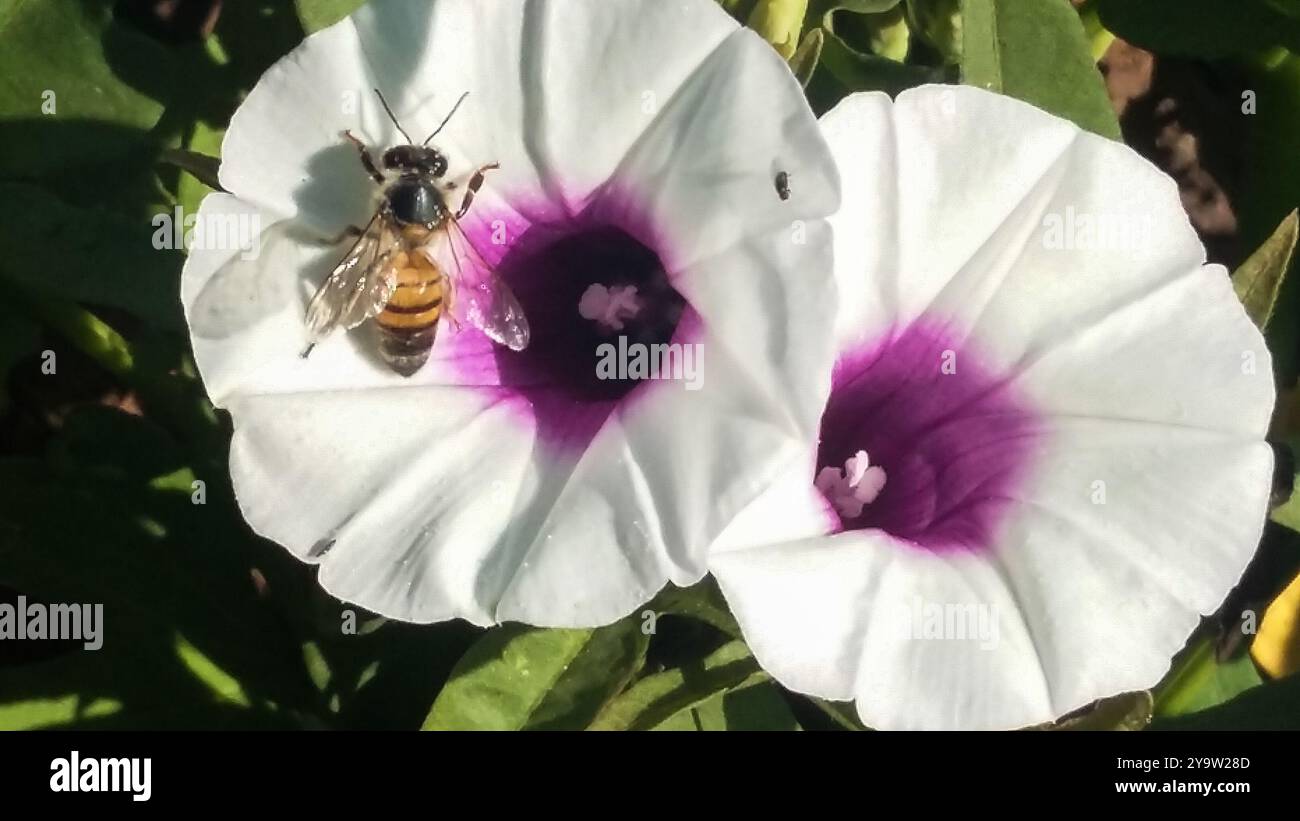 An African honey bee loaded with pollen on a flower Stock Photo - Alamy